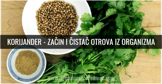 Korijander biljka kao lek i začin | ulje korijandera cena