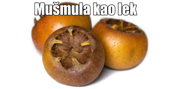 Kako se koristi biljka mušmula kao lek | recepti
