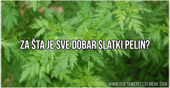 Slatki pelin kao lek protiv raka | upotreba | iskustva | cena